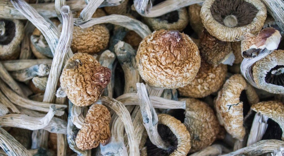 How Long Does It Take for Shrooms to Kick In? - Lighthouse Treatment Center